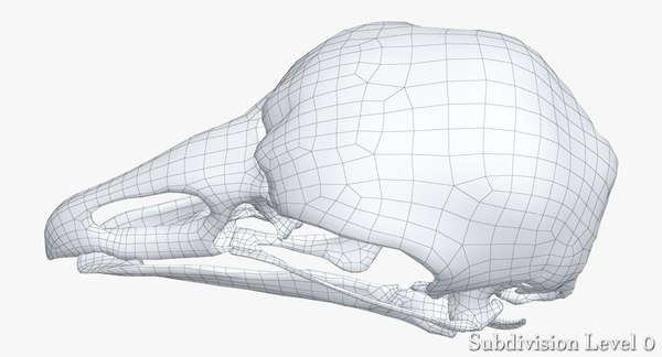 3D bird skull model - TurboSquid 1270476