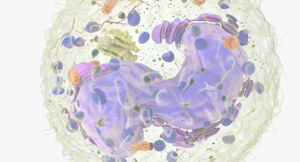 3D white blood cells basophil - TurboSquid 1270552