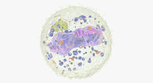 3D white blood cells basophil - TurboSquid 1270552