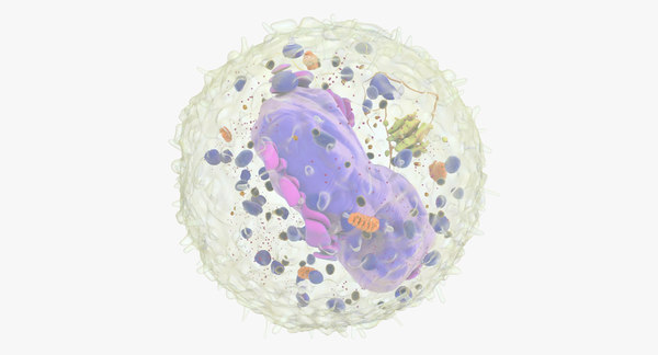 3D white blood cells basophil - TurboSquid 1270552