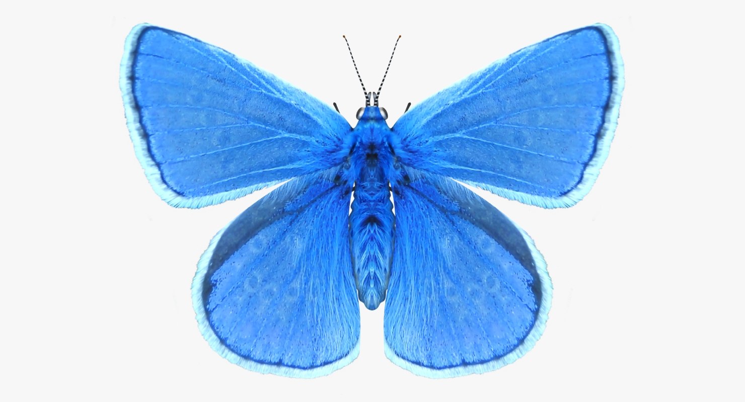 3D model realistic common blue butterfly - TurboSquid 1270992