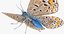 3D model realistic common blue butterfly - TurboSquid 1270992