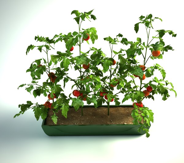 Tomato Plant 3D Models for Download | TurboSquid