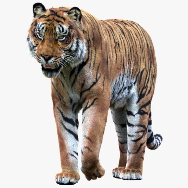 Tiger 3D Models for Download | TurboSquid