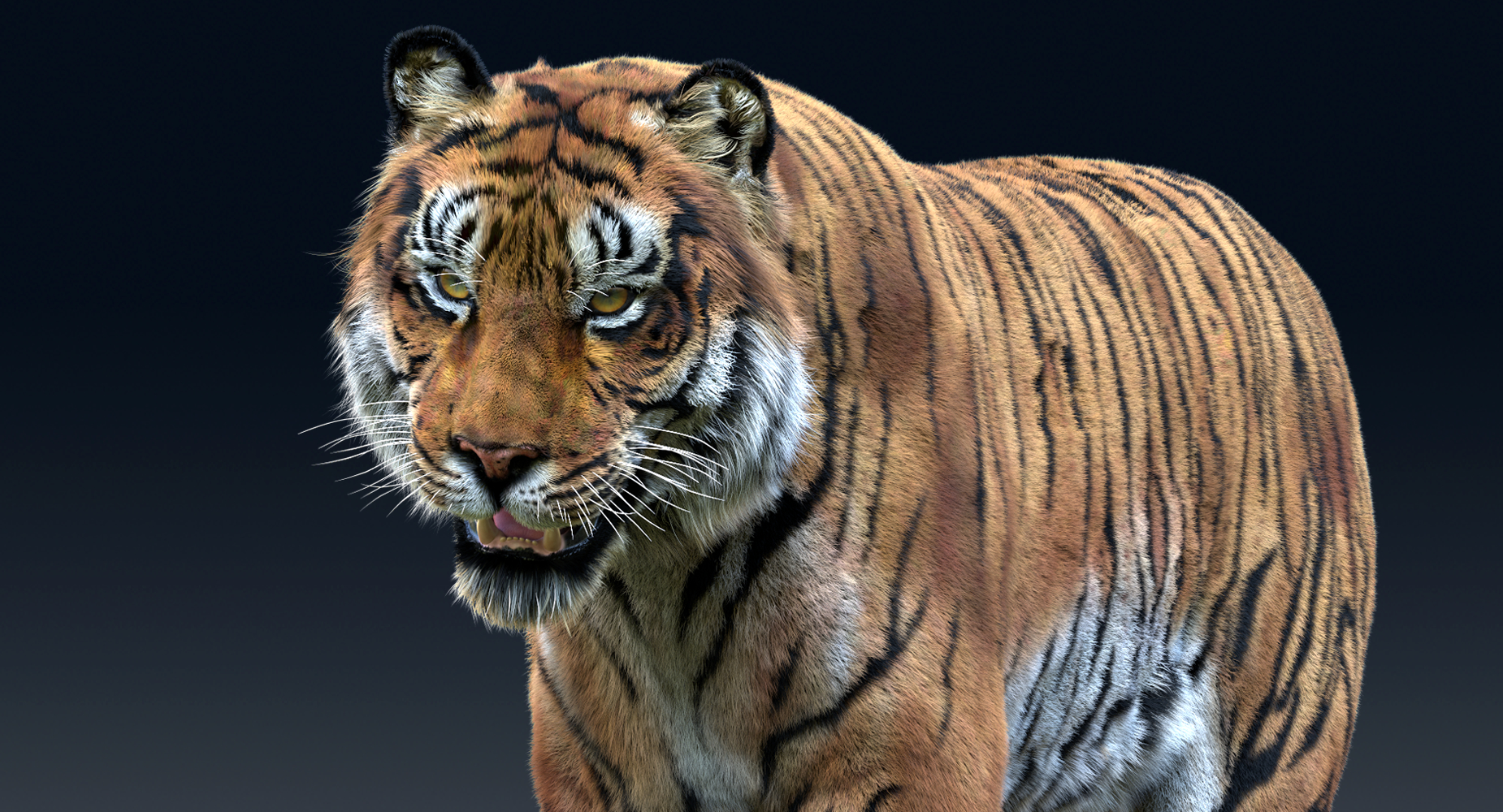 3D tiger rigged fur 1 - TurboSquid 1271377