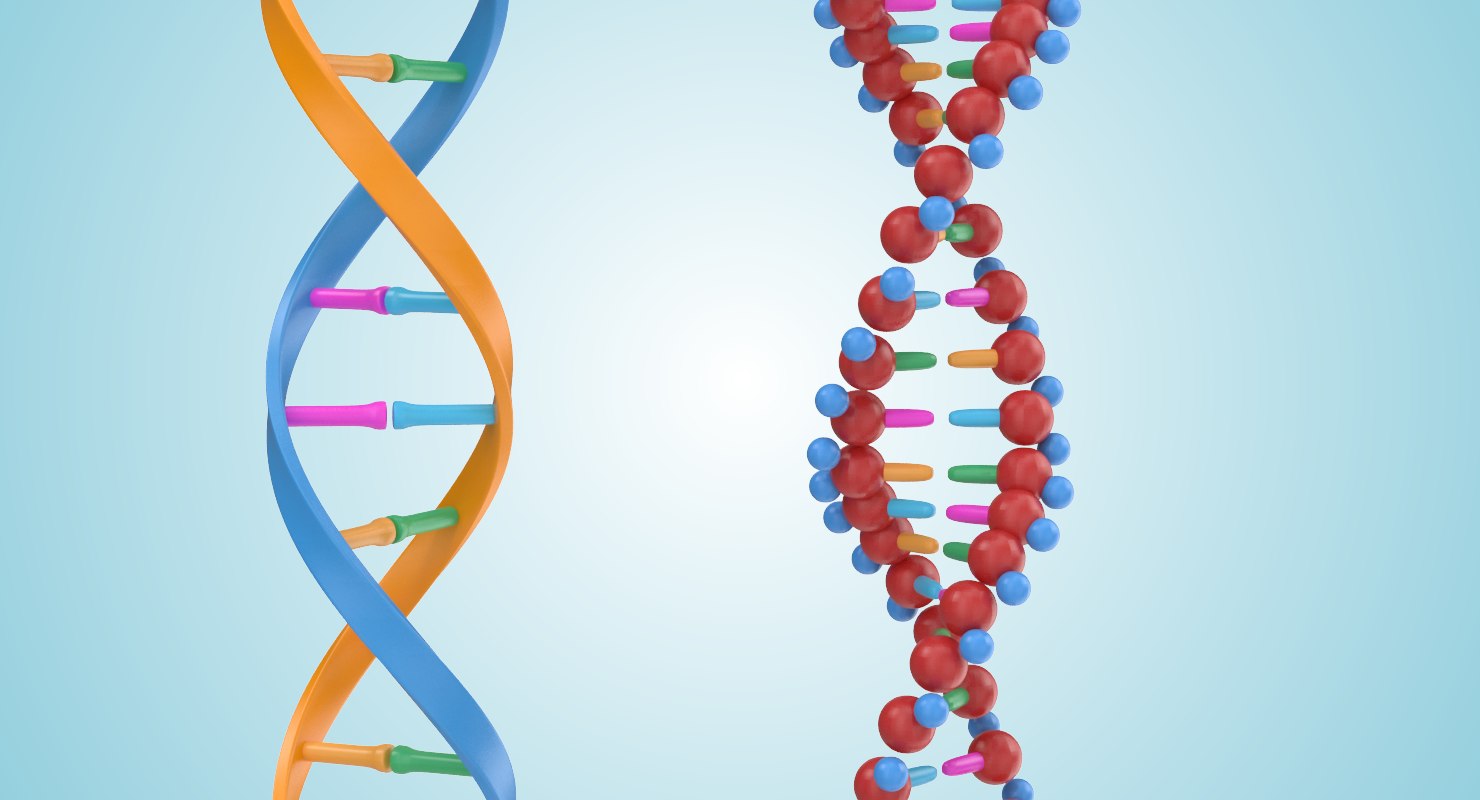 3D dna strand model - TurboSquid 1271487