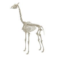 giraffe skeleton 3d model