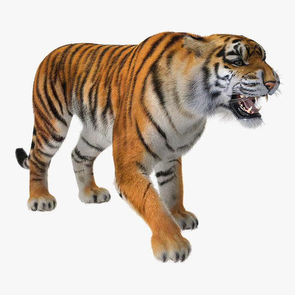 Tiger 3D Models for Download | TurboSquid