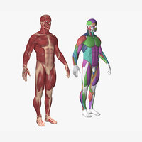Human Body 3D Models for Download | TurboSquid