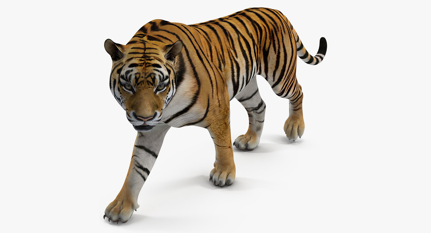 Tiger walkig pose 3D - TurboSquid 1271912