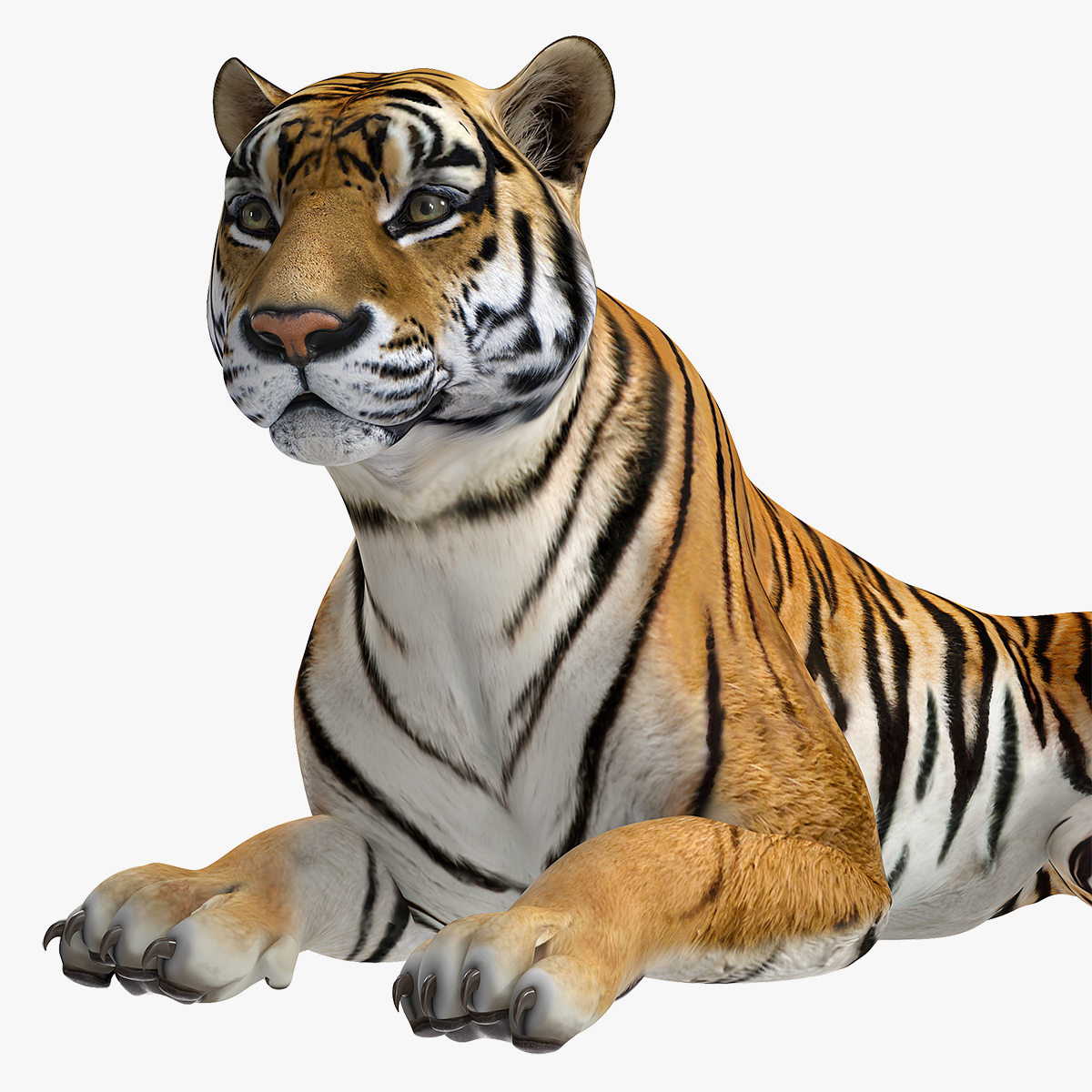 3D model lying tiger - TurboSquid 1272200