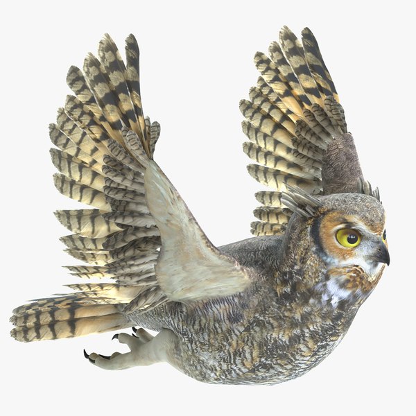 Owl 3D Models for Download | TurboSquid
