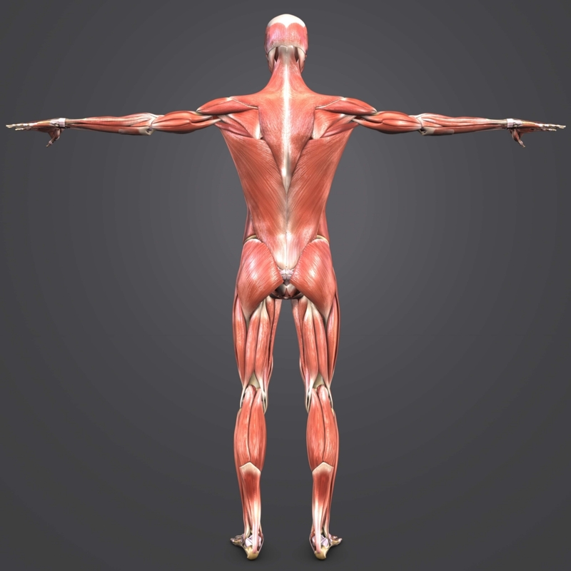 3D muscles body skeleton - TurboSquid 1273523