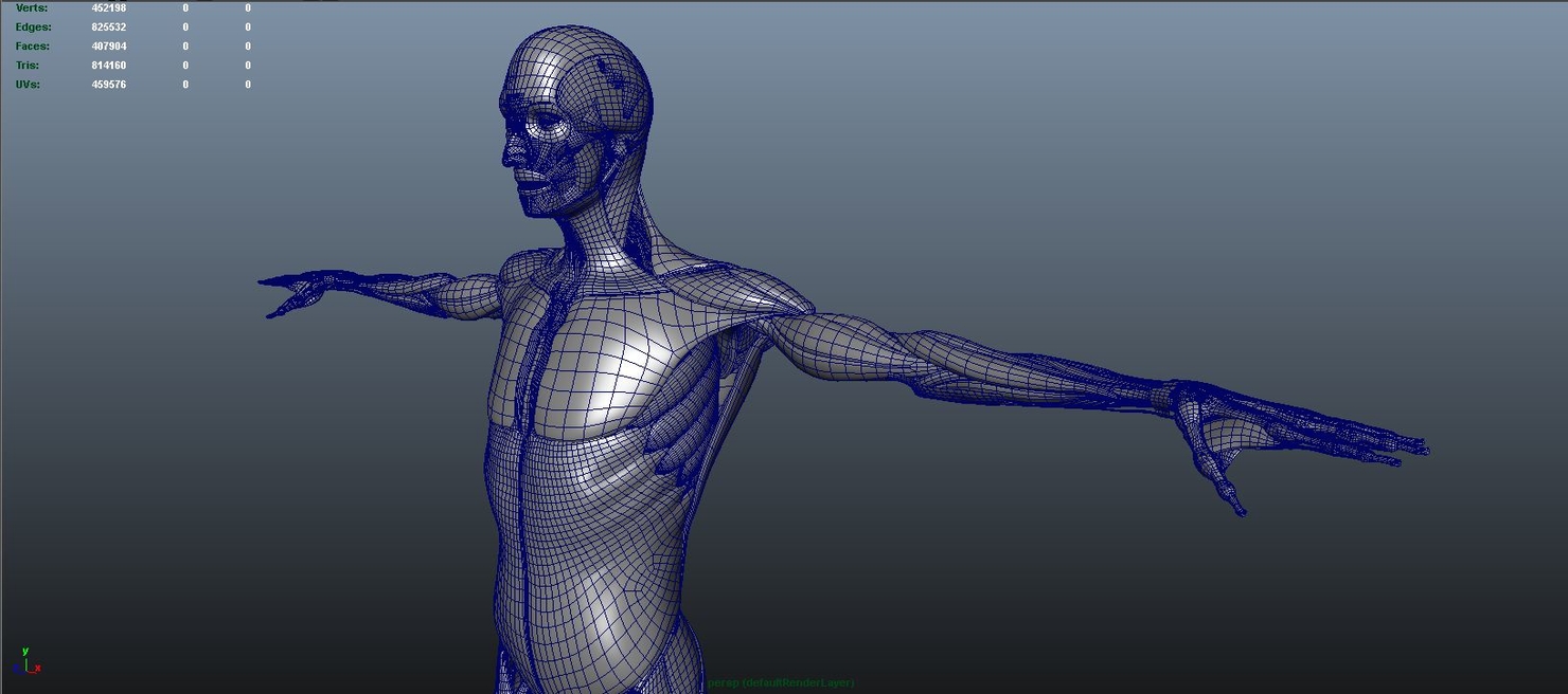 3D muscles body skeleton - TurboSquid 1273523
