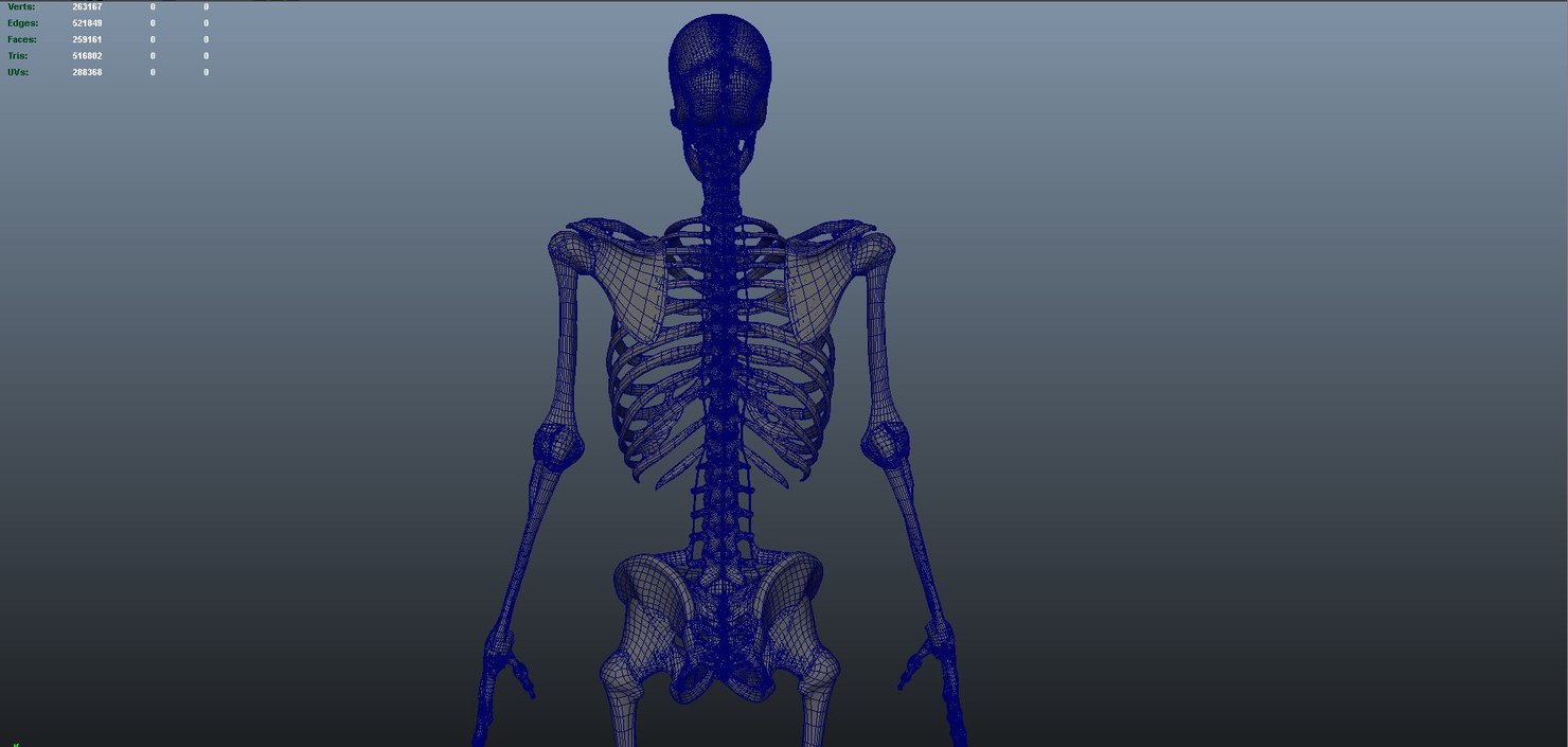 3D muscles body skeleton - TurboSquid 1273523