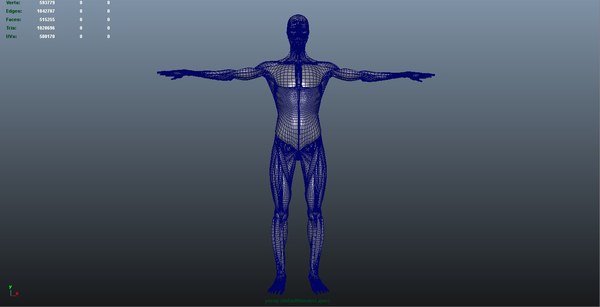 3D muscles body skeleton - TurboSquid 1273523