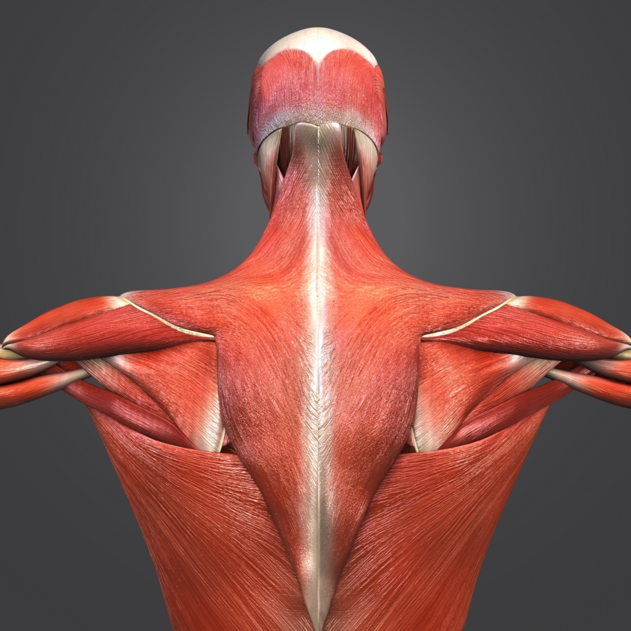 Muscles lymph nodes skeleton 3D model - TurboSquid 1273809