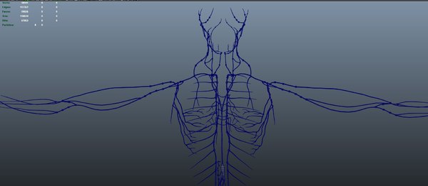 Muscles lymph nodes skeleton 3D model - TurboSquid 1273809