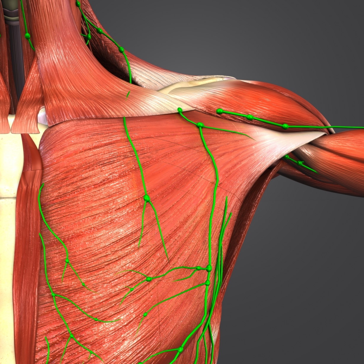 Muscles lymph nodes skeleton 3D model - TurboSquid 1273809