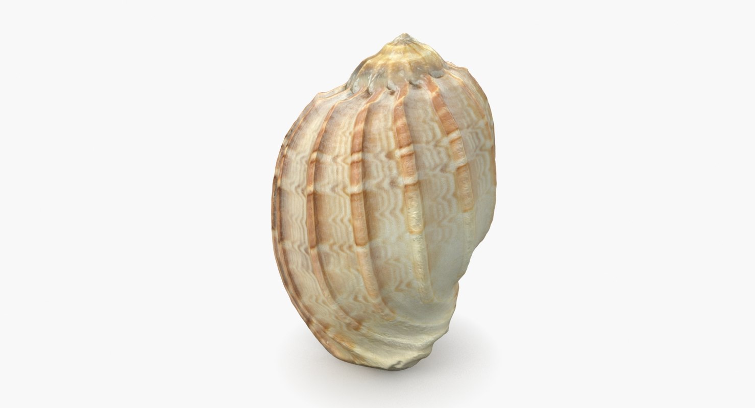3D model seashell sea shell - TurboSquid 1274140