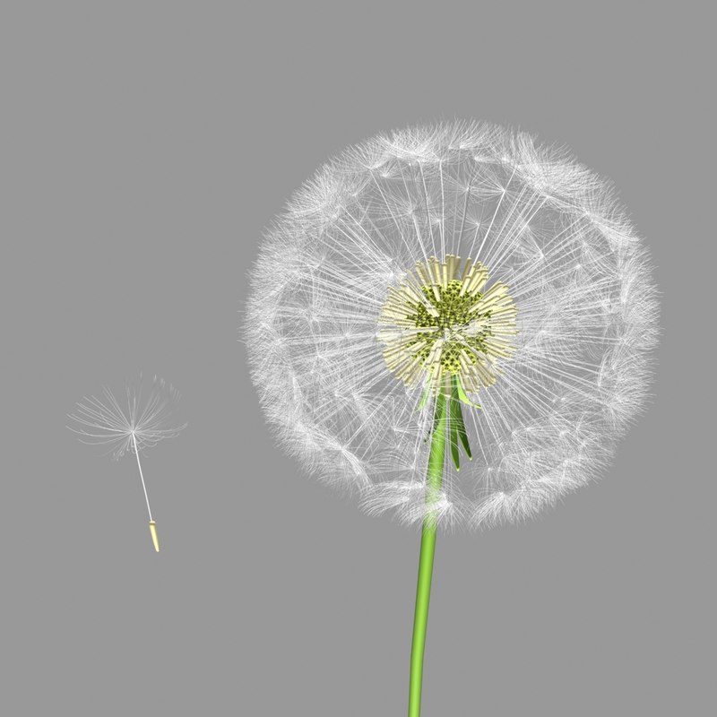 Dandelion 3D model - TurboSquid 1274152