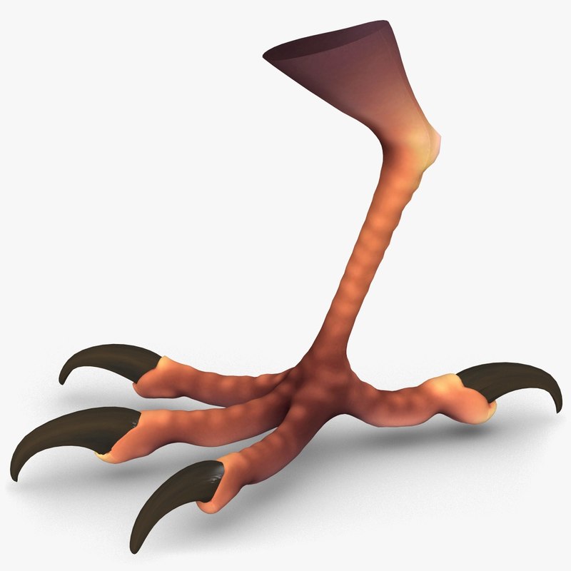 Bird feet 3D model - TurboSquid 1274467