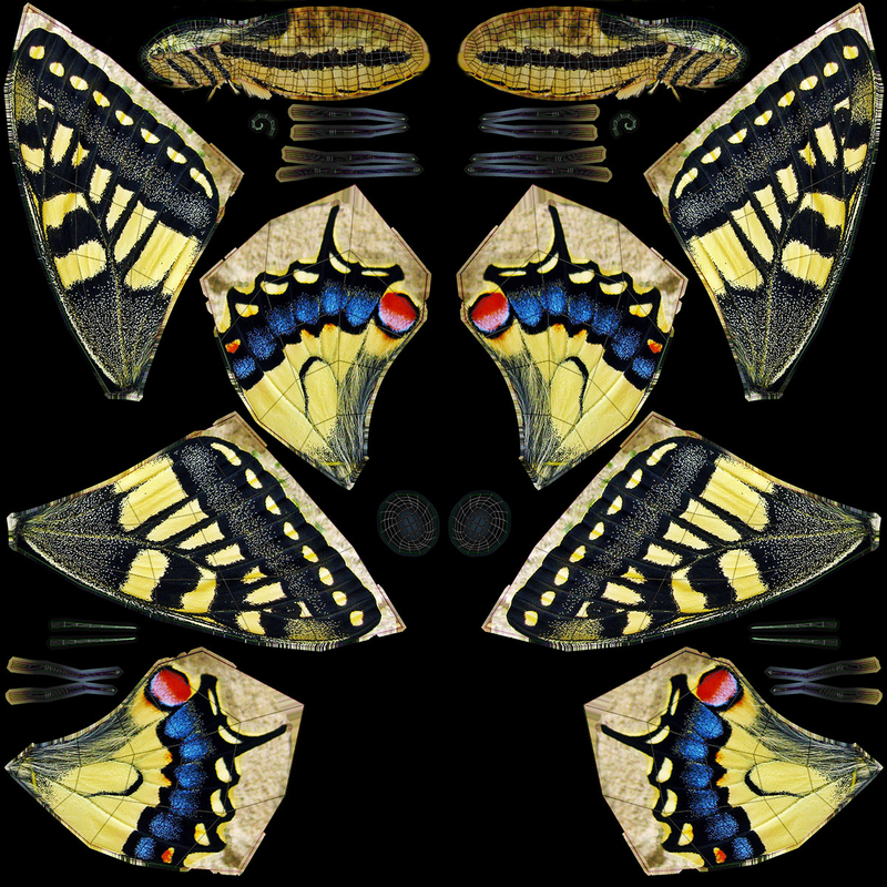 3D model butterfly set - TurboSquid 1274722