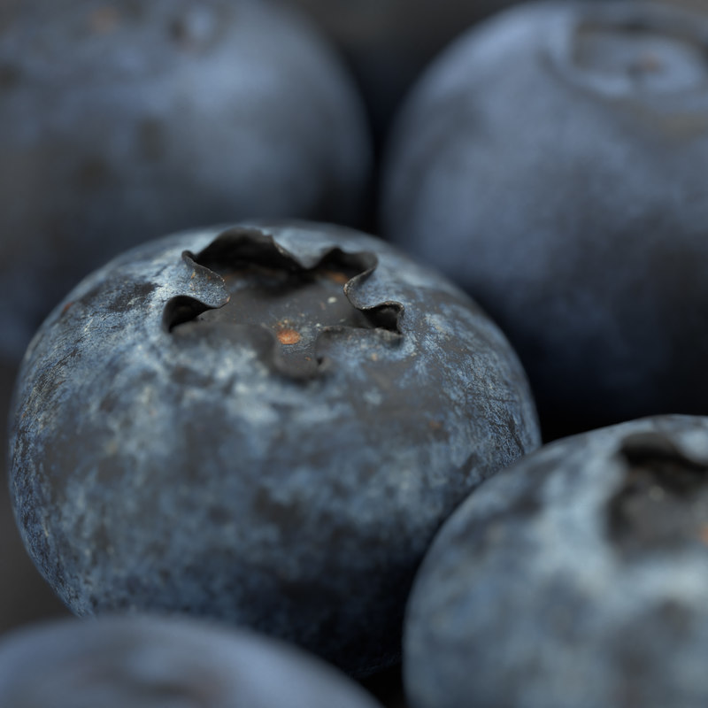 Blueberry Blue Berry 3d Model Turbosquid 1275969