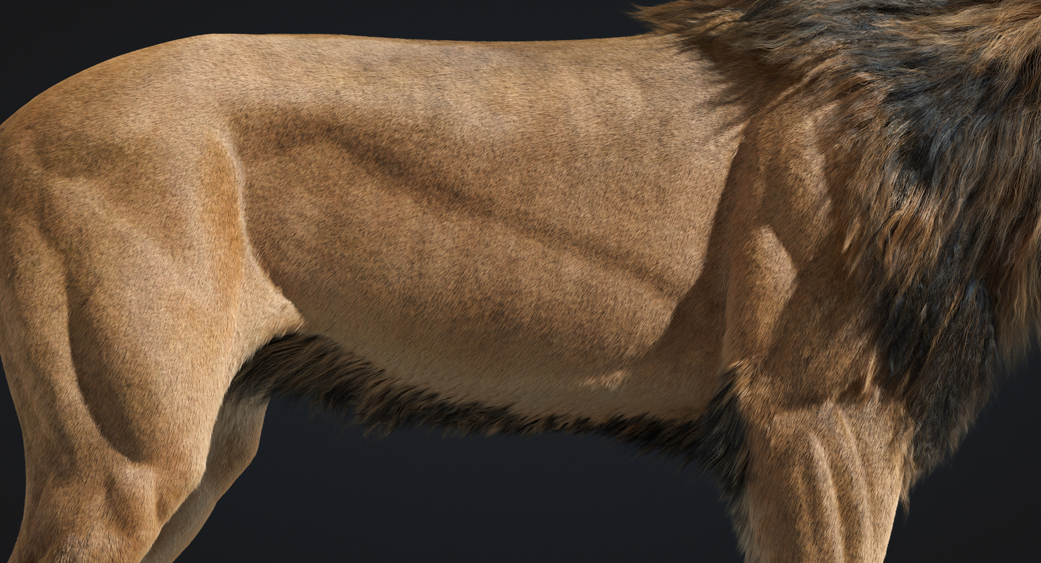 3D fur lion - TurboSquid 1277466