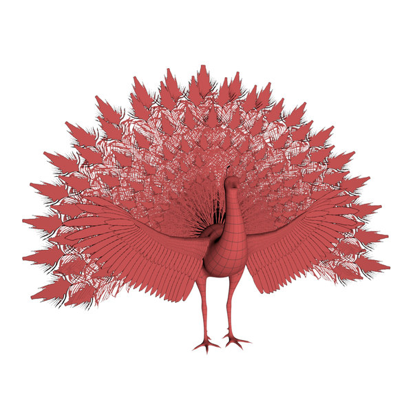 Peacock 3D Models for Download | TurboSquid