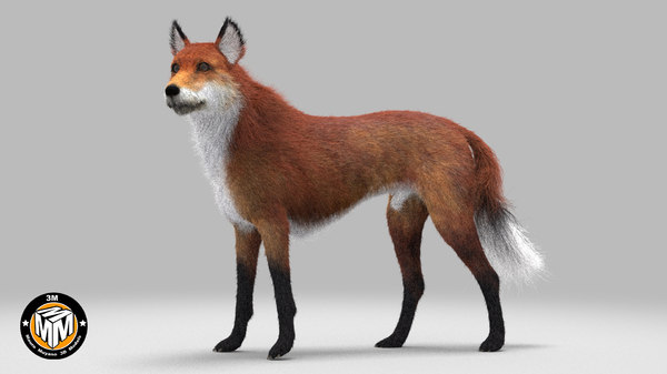 3D dusicyon avus model - TurboSquid 1278036