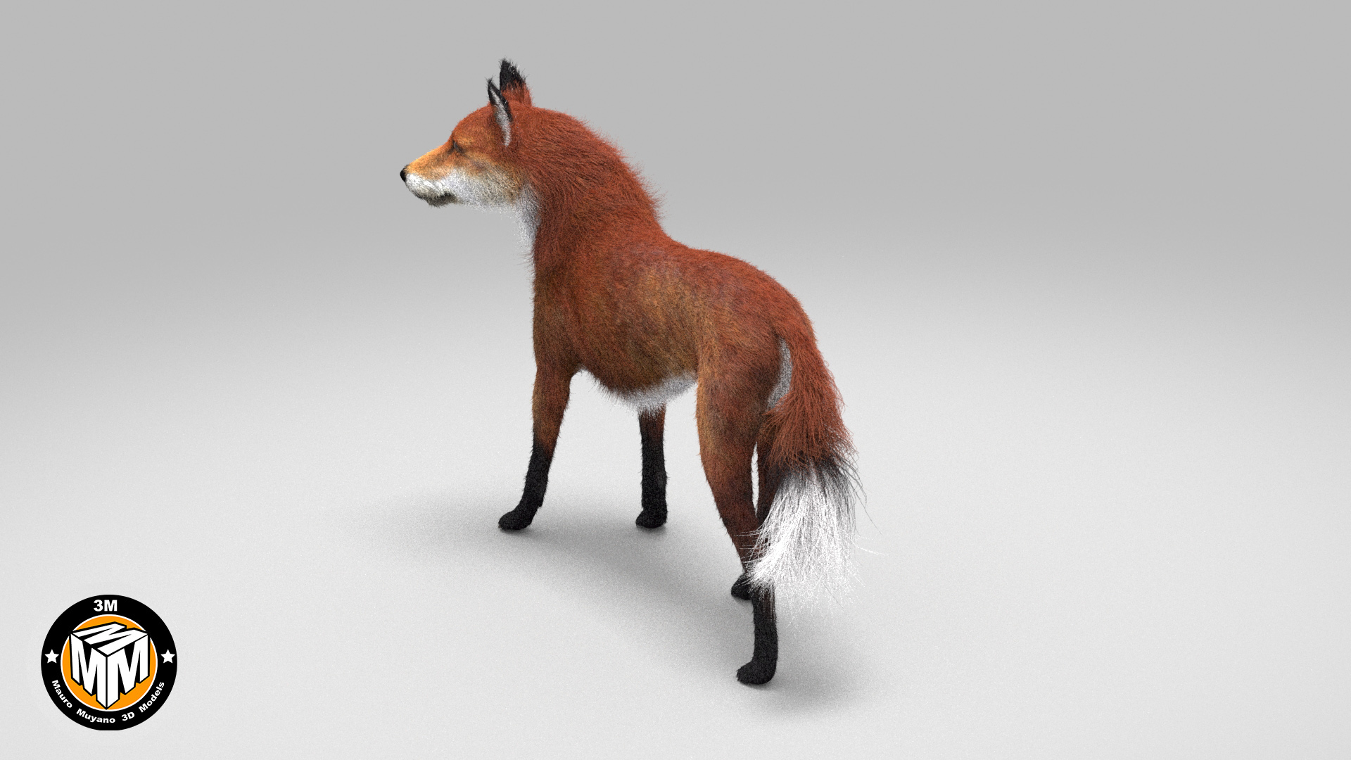 3D dusicyon avus model - TurboSquid 1278036