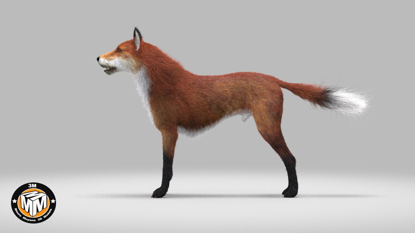 3D dusicyon avus model - TurboSquid 1278036