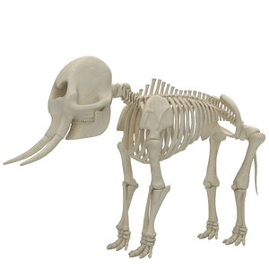 Elephant Anatomy 3D Models for Download | TurboSquid