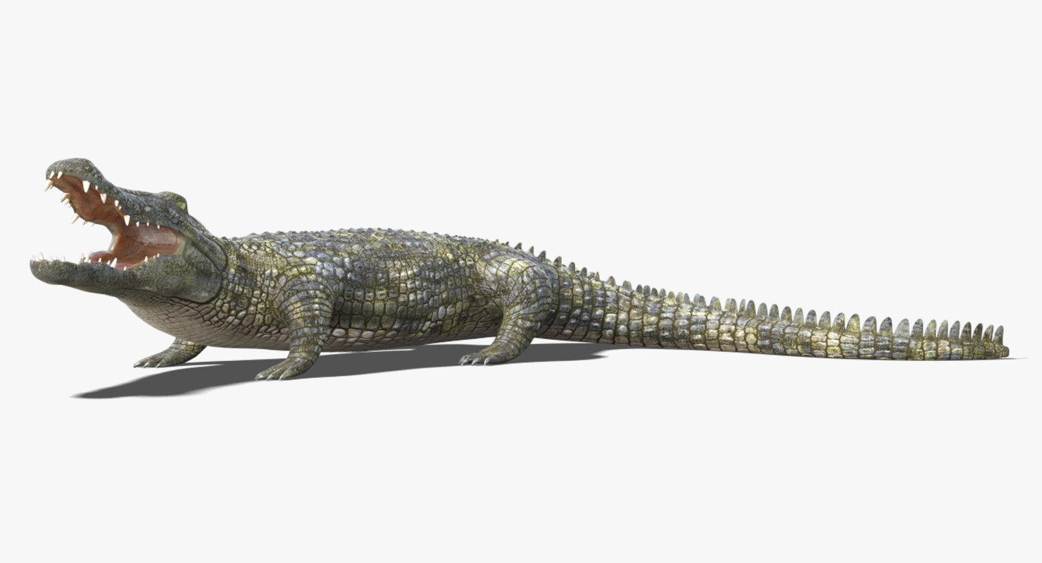 3D realistic crocodile 2 rigged - TurboSquid 1278748