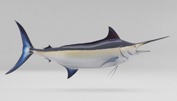 Black marlin fish 3D model - TurboSquid 1279365