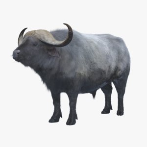 3D Buffalo Models | TurboSquid