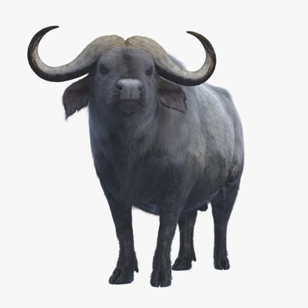 3D Buffalo Models | TurboSquid
