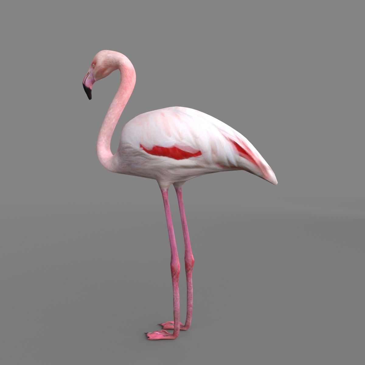 3D model realistic flamingo - TurboSquid 1279754