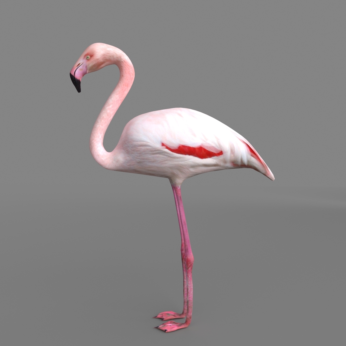 3D model realistic flamingo - TurboSquid 1279754