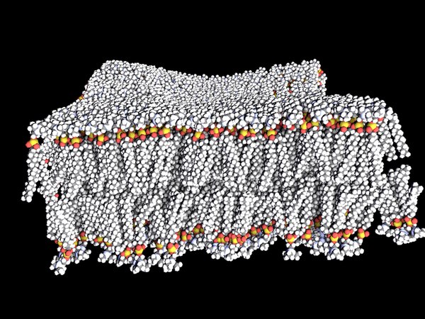 3D Lipid Models | TurboSquid