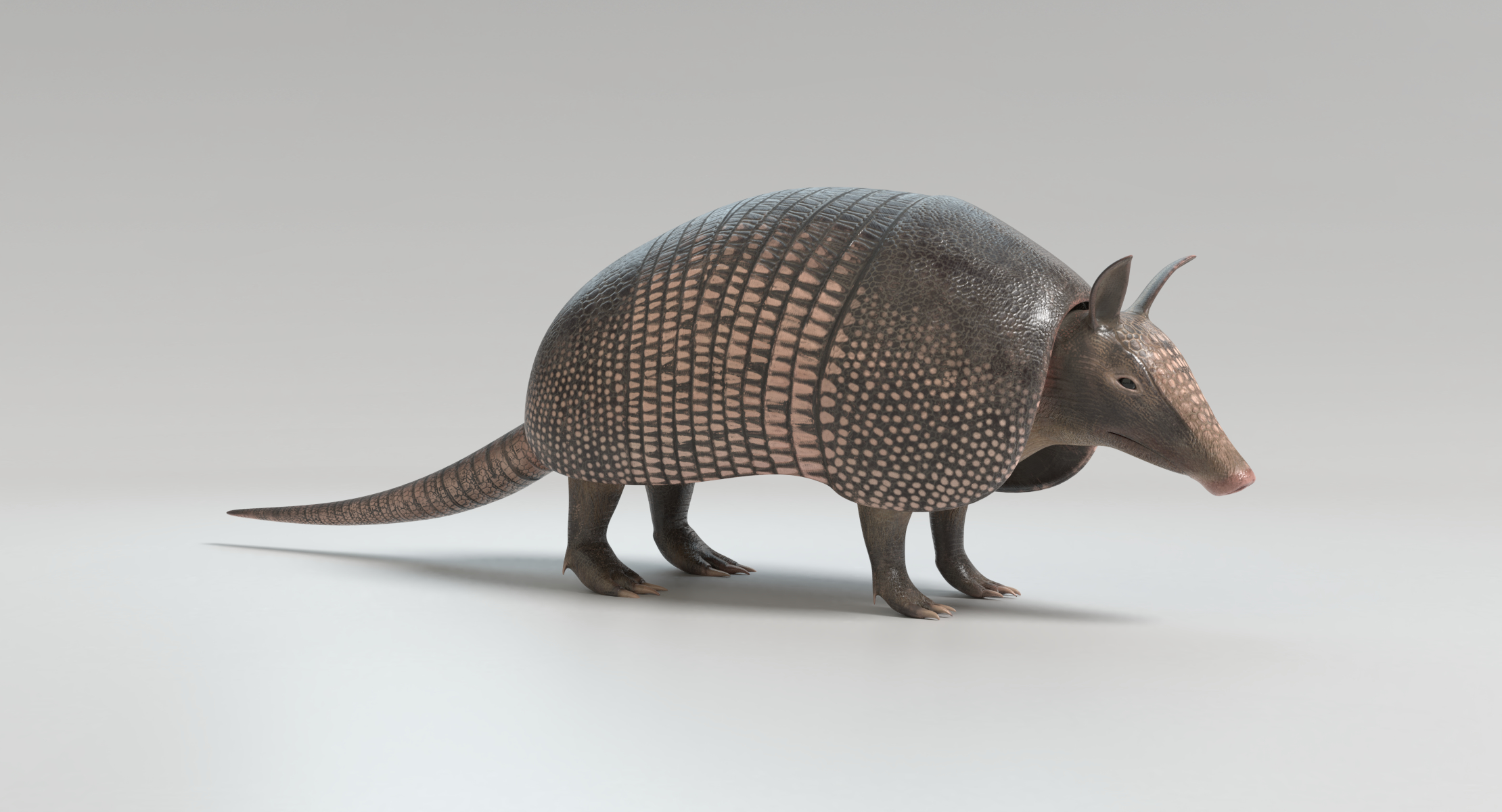 Armadillo pbr polys 3D model - TurboSquid 1281421