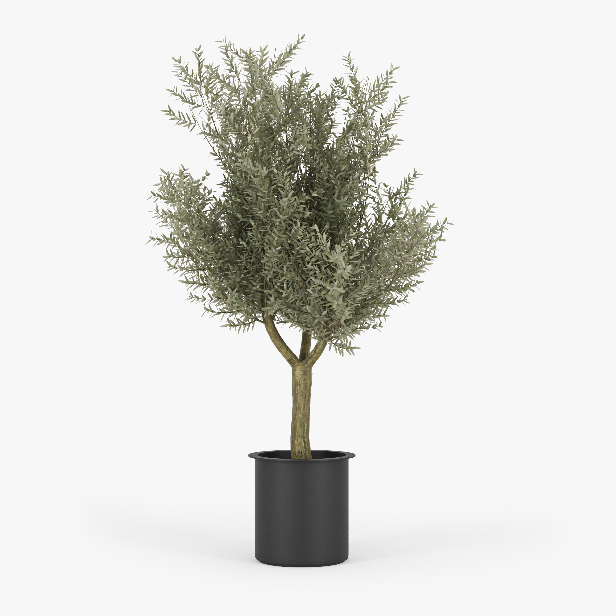 3D olive tree model - TurboSquid 1281894