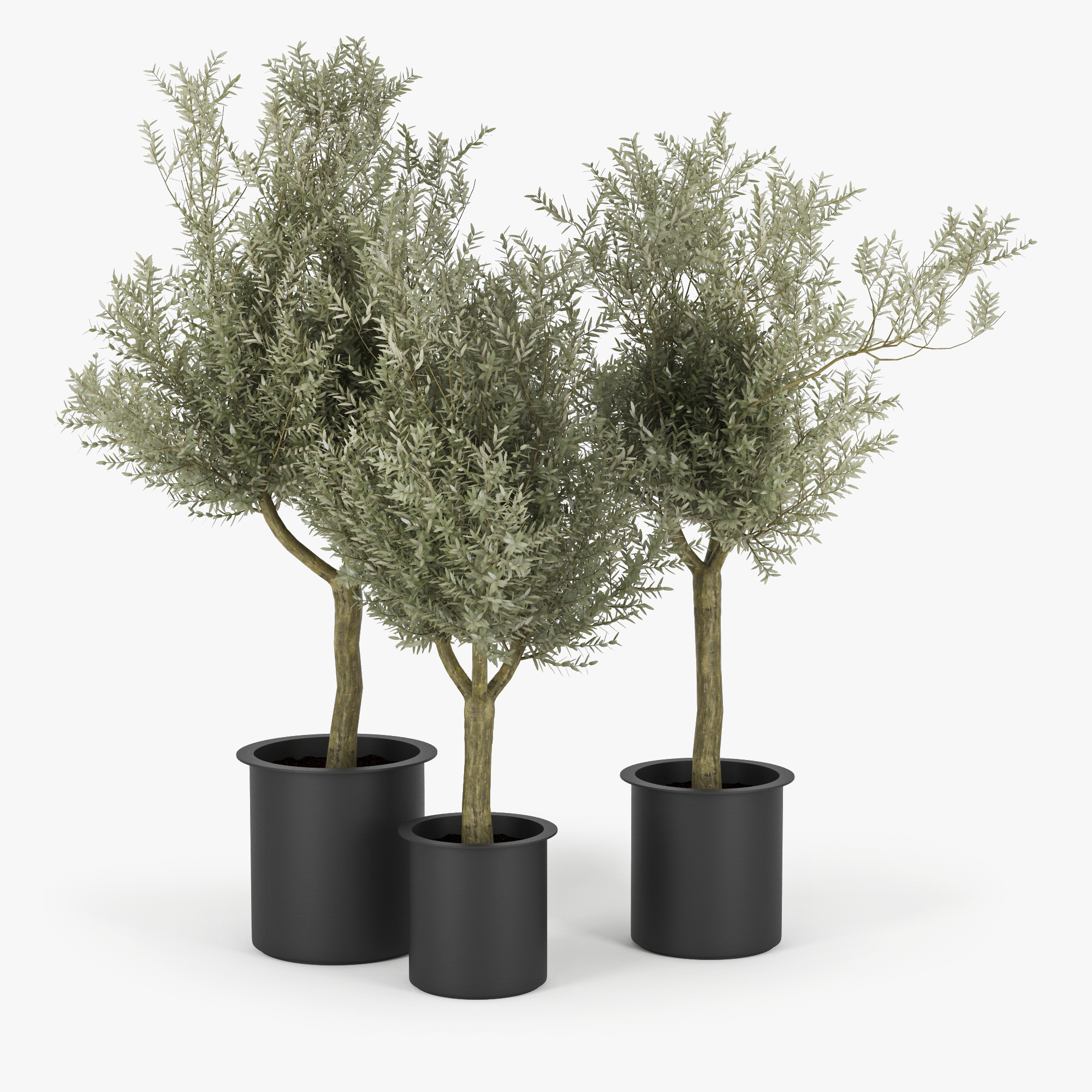 3D olive tree model - TurboSquid 1281894