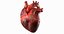 modelo 3d Anatomia del corazon humano - TurboSquid 1283134