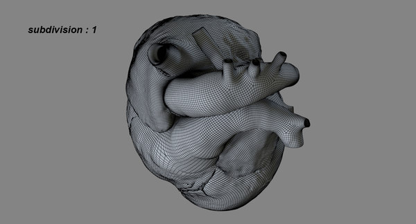 3D human heart anatomy model - TurboSquid 1283134