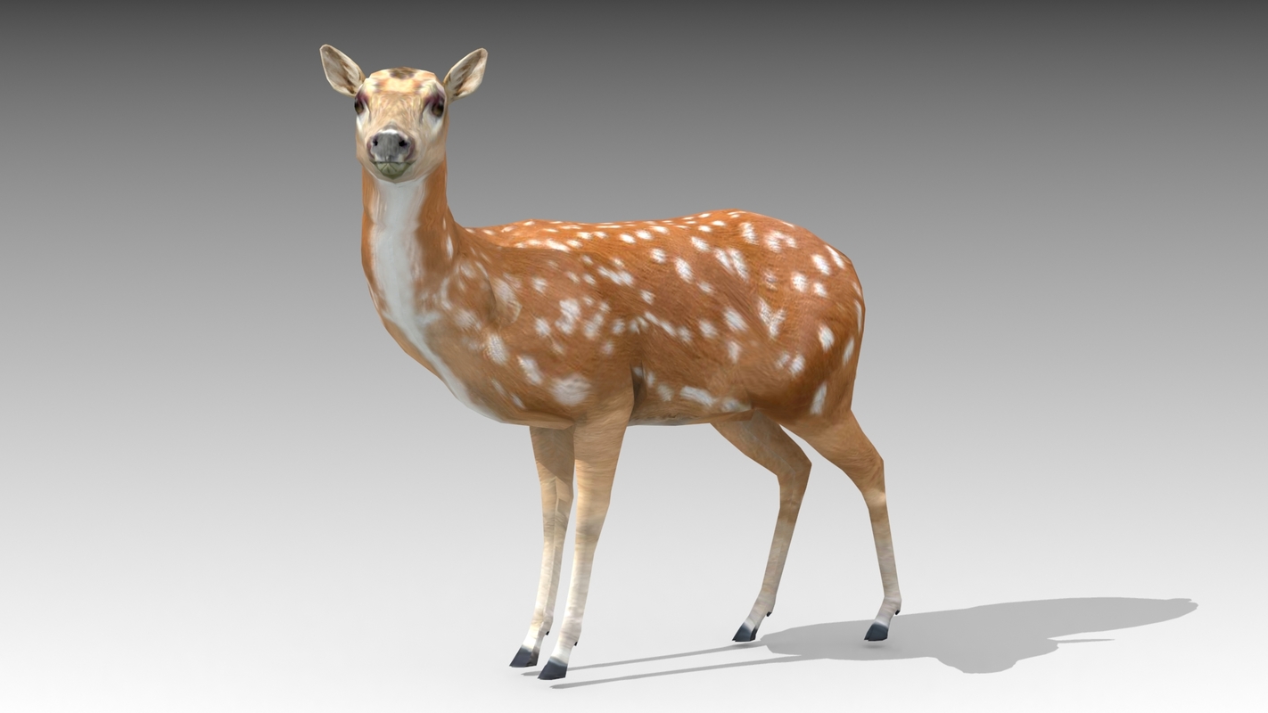 modelo 3d Ciervos femeninos - TurboSquid 1283378