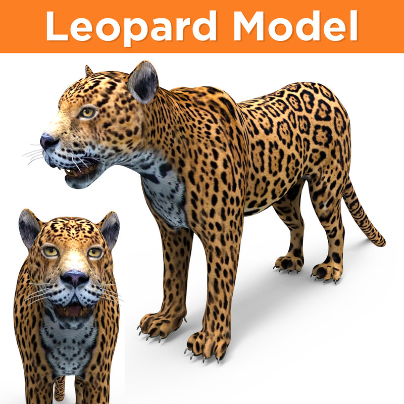 3D leopard ready - TurboSquid 1284438