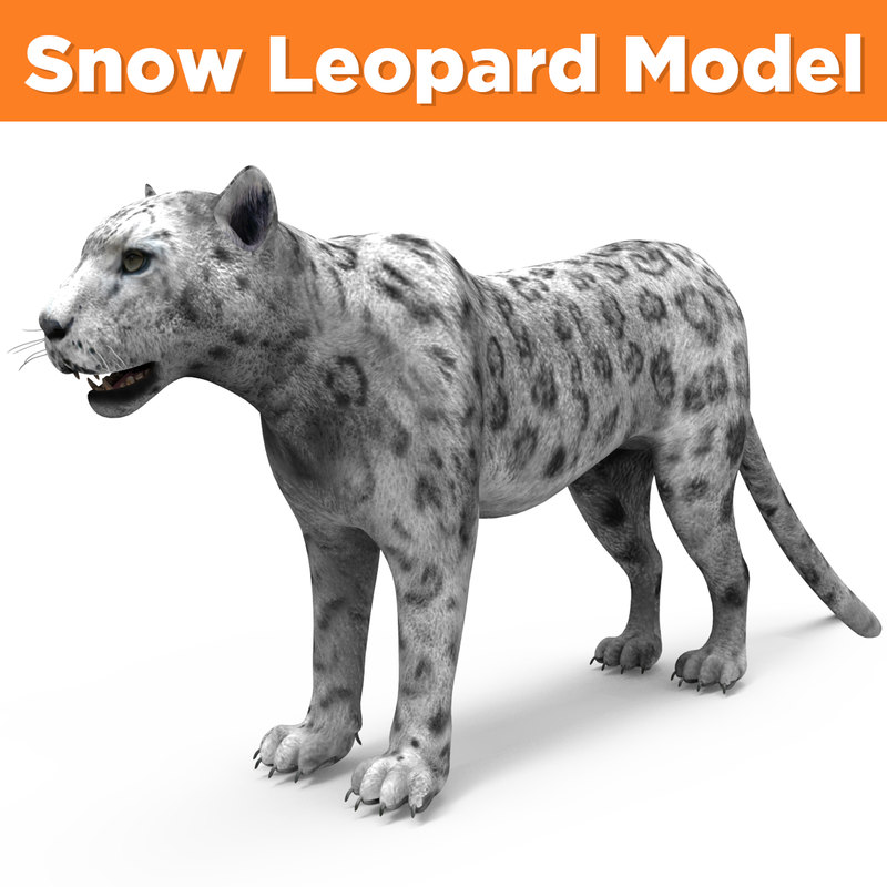 Snow leopard 3D model - TurboSquid 1284722