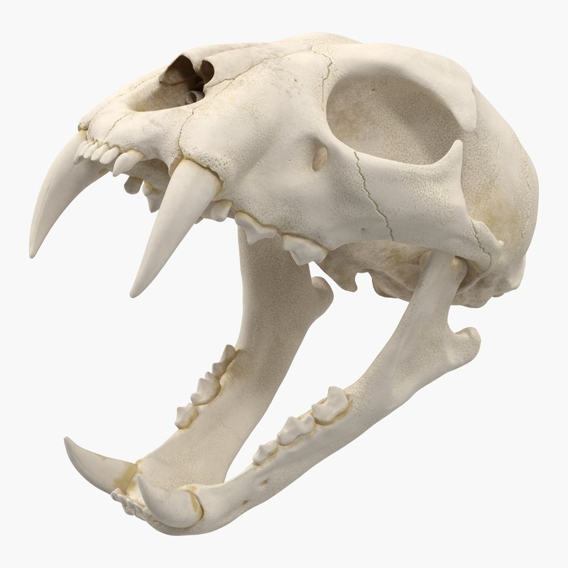 Bengal tiger skull 3D - TurboSquid 1285547